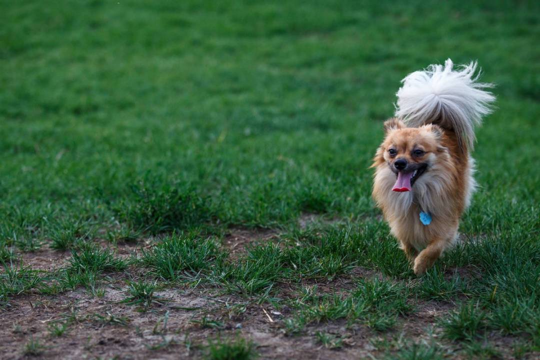 Parc canin du Parc Georges-Dor - Parcs et places publiques - Agora Montréal
